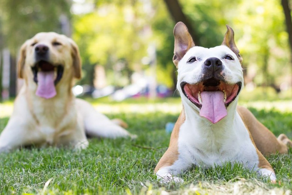 Tips for Keeping Your Dog Cool This Summer | George Barclay